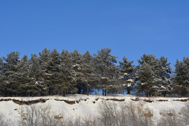 Snow Covered Pine Trees. Winter Forest On The Mountain Stock Photo ... Snow Covered Pine Trees. Winter Forest On The Mountain Stock Photo ...