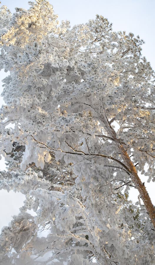 Snow-covered Pine Trees in the Winter Forest from Steam Heating Boiler ...
