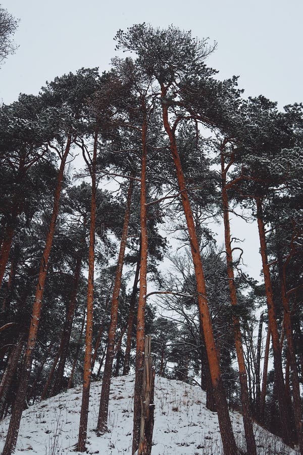 Snow-covered Pine Trees in Winter Vertical Photo Stock Image - Image of wood, covered: 264698907