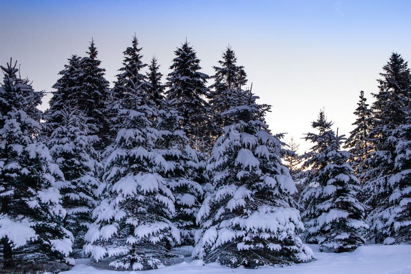 Snow Covered Pine Trees in Wisconsin during December Stock Image ...