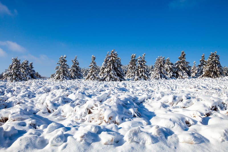 Snow Covered Pine Trees from a Wisconsin Snowstorm in December Stock ...