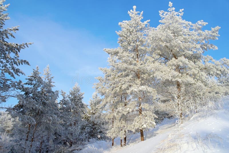 Snow Covered Pines on the Hill Stock Photo - Image of beautiful, snowy ...