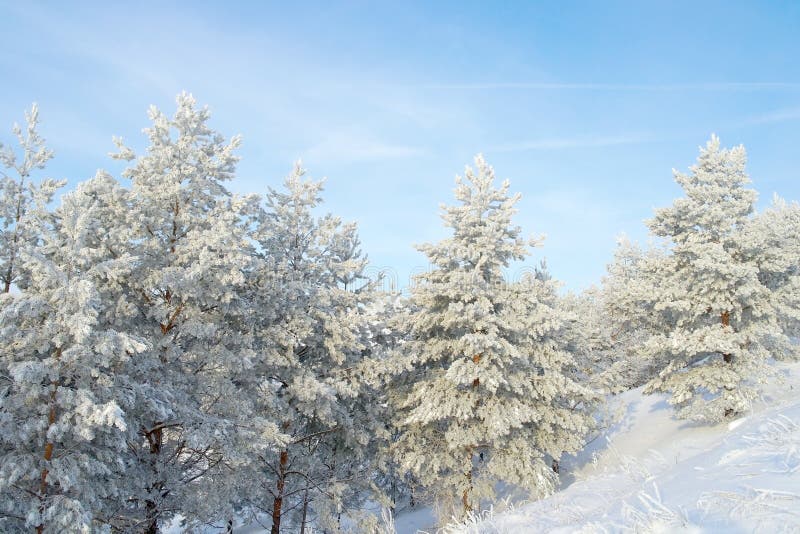 Snow Covered Pines on the Hill Stock Photo - Image of snow, weather ...