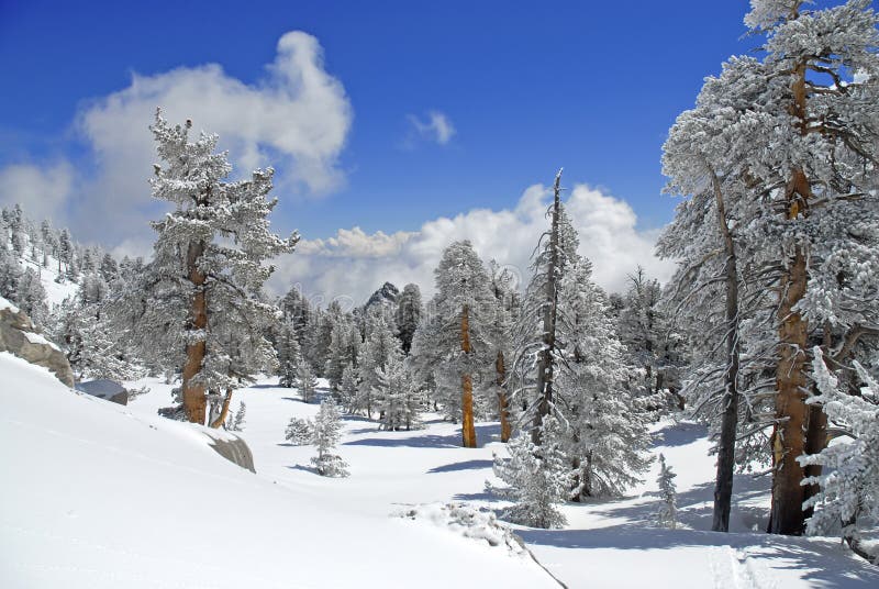 Snow covered Pines stock image. Image of coniferous, frosty - 39863339