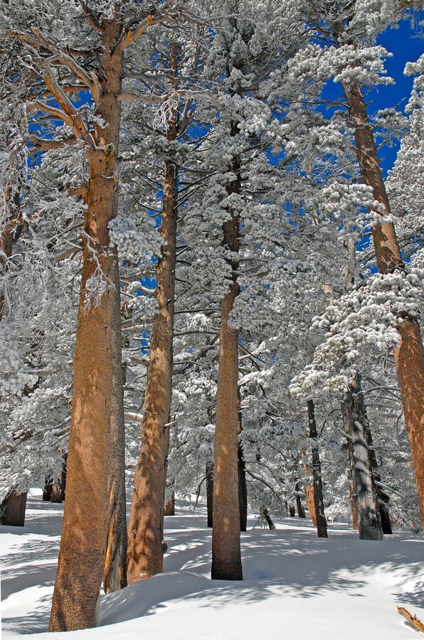 Snow covered Pines stock photo. Image of mountains, fresh - 39863396