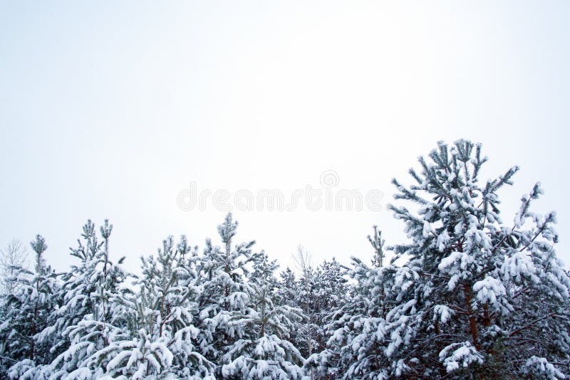Snow covered pines stock image. Image of winter, scene - 135636017
