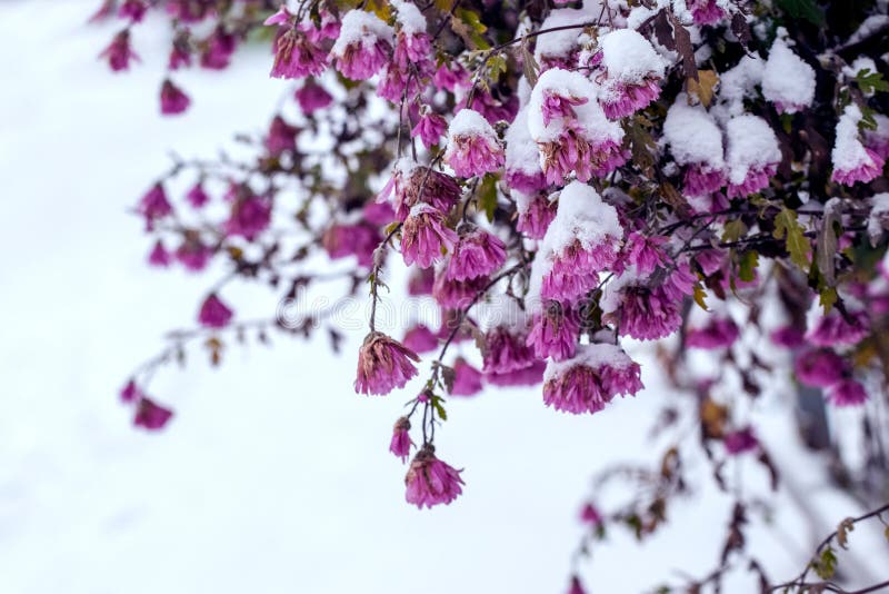 Snow-covered Pink Chrysanthemums at the Beginning of Winter Stock Image ...