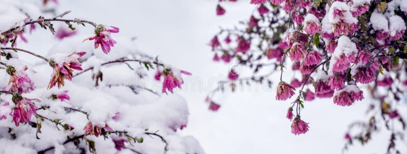 Snow-covered Pink Chrysanthemums at the Beginning of Winter, Panorama ...