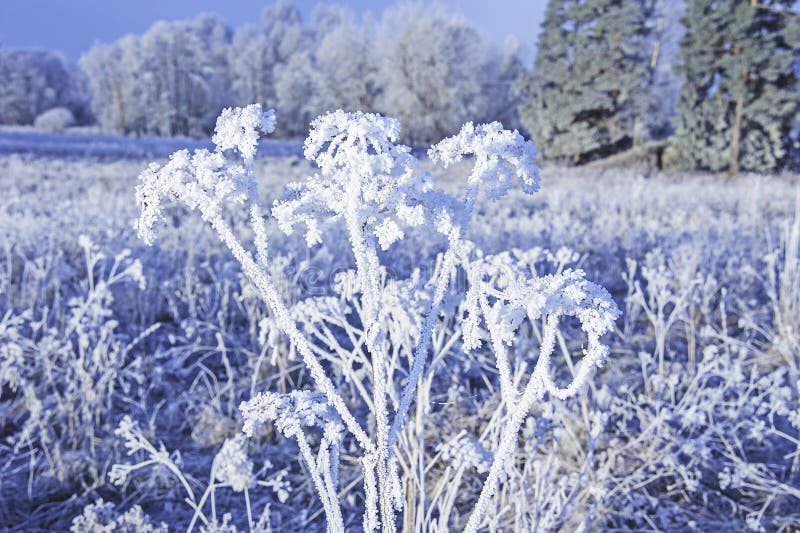 Snow covered plant stock photo. Image of botanical, crystallization ...