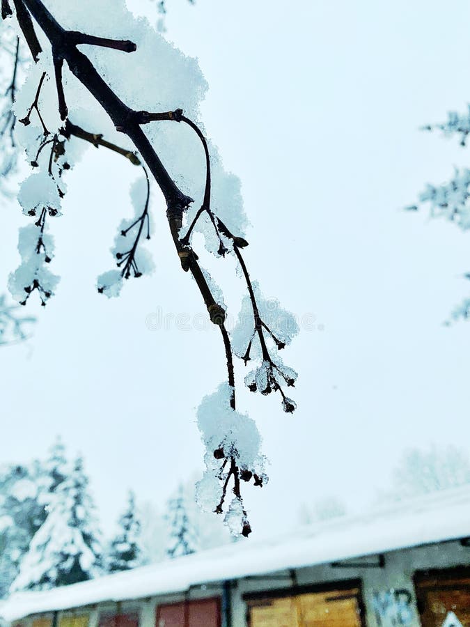 Snow-covered Plants, Snow on Bushes and Trees, Winter Season Stock ...