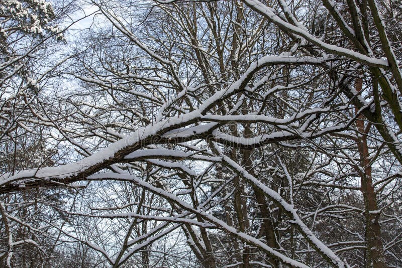 Snow-covered Plants in the Winter Season Stock Photo - Image of season ...