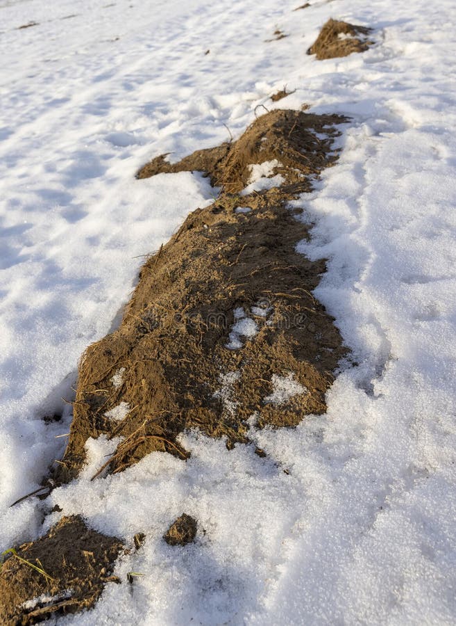 Snow-covered Plowed Soil in the Field in Winter Stock Photo - Image of ...