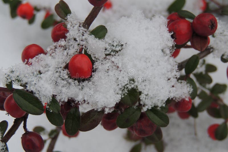 Snow-covered Red Berries on a Branch in the Garden Stock Photo - Image ...
