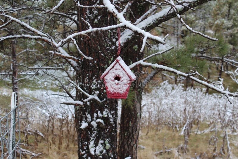 Snow Covered Red Bird House in a Pine Tree Stock Image - Image of coal ...