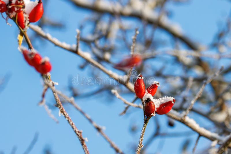 Snow Covered Rose Hips in Winter Stock Image - Image of december, cool ...