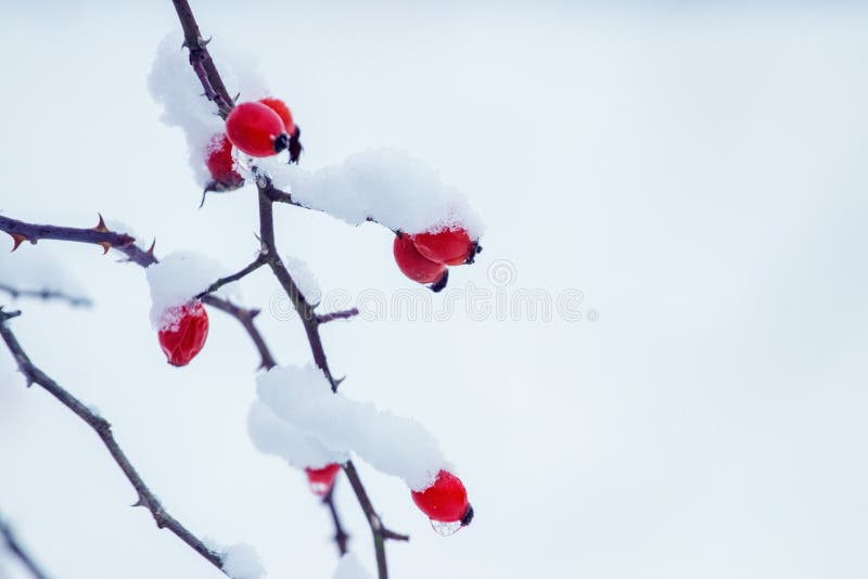 Rosehip Berries Covered with Frost on a Bush in Winter in Sunny Weather ...