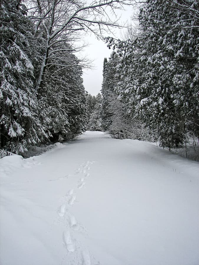 Snow covered Road stock photo. Image of trees, footstep - 15731264