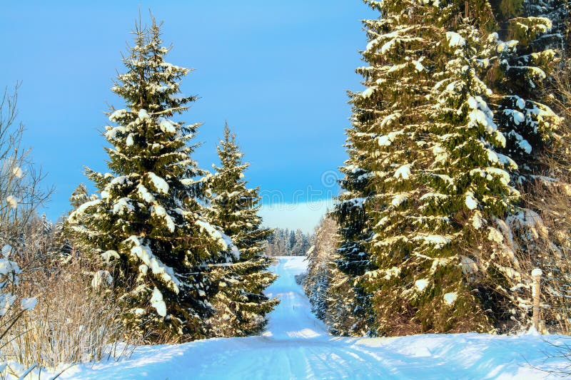 Snow-covered Road Lined with Pine Trees. Stock Image - Image of frosty ...