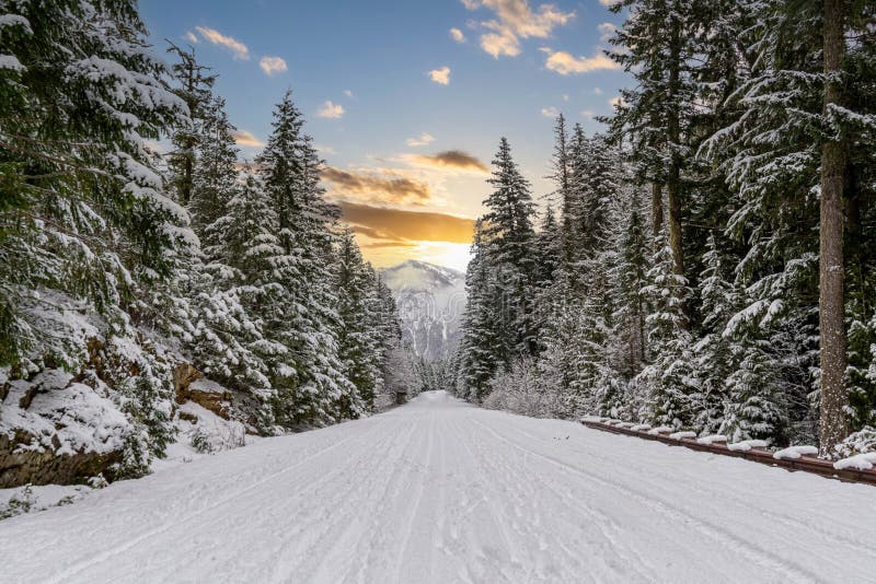 A Snow Covered Road through a Mountains Pine Forest Stock Image - Image ...