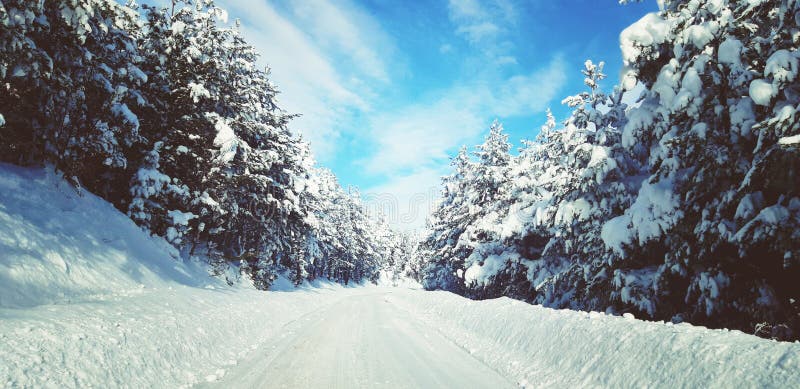 Snow Covered Road with Trees on Side at Winter Day. Unpeeled Road ...
