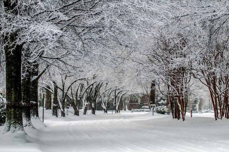 Snow Covered Road and Trees after Winter Storm Stock Photo - Image of ...
