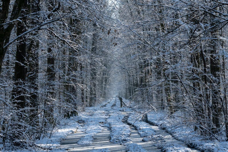 Snow-covered Road in a Wooded Area with Trees Stock Photo - Image of ...
