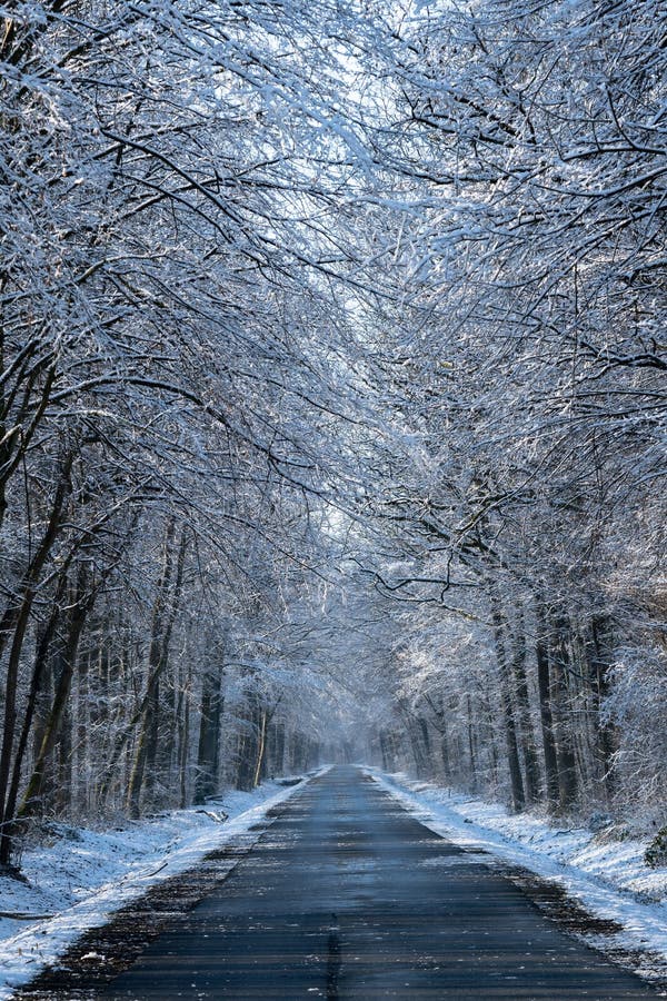 Snow-covered Road in a Wooded Area with Trees Stock Photo - Image of ...