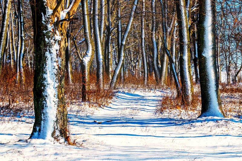 Snow-covered Road in the Woods in Sunny Weather Stock Image - Image of ...