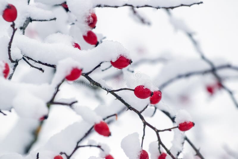 Snow-covered Rose Bush with Red Berries in Winter Stock Image - Image ...