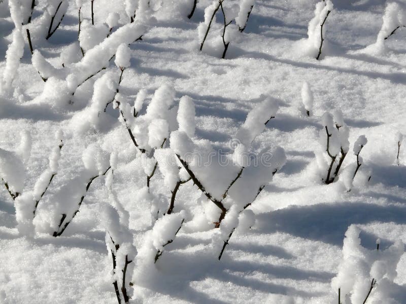 A Snow-covered Rose Garden in Winter Stock Photo - Image of snow ...