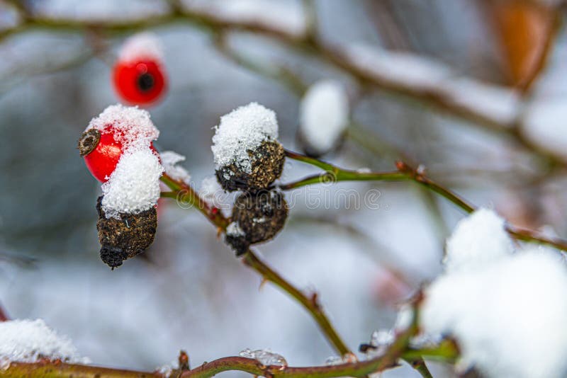 Snow Covered Rose Hips on a Branch Stock Photo - Image of landscape ...