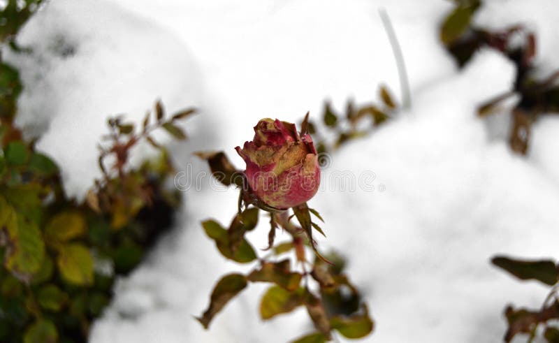 A Snow-covered Rose Withering from the Cold Weather Stock Image - Image ...