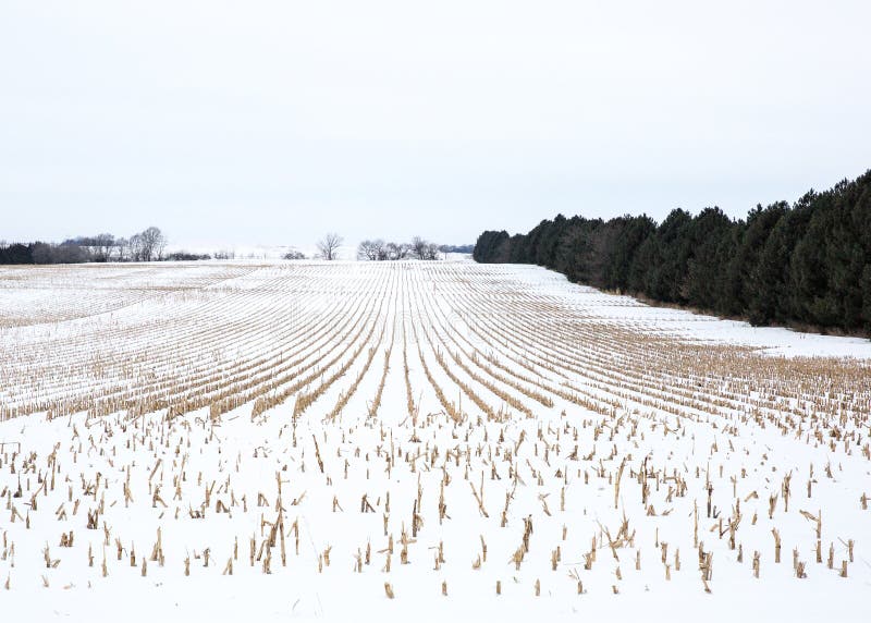 Nebraska corn landscape stock image. Image of landscape - 156443195
