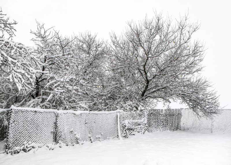 Snow-covered Rustic Garden with Fence. Stock Image - Image of ...