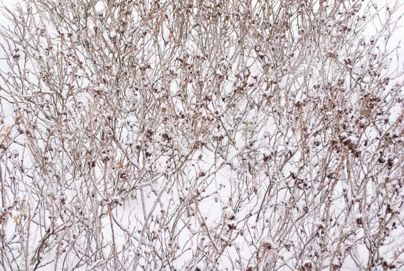 Snow covered shrubs stock image. Image of branches, thorns - 12259749