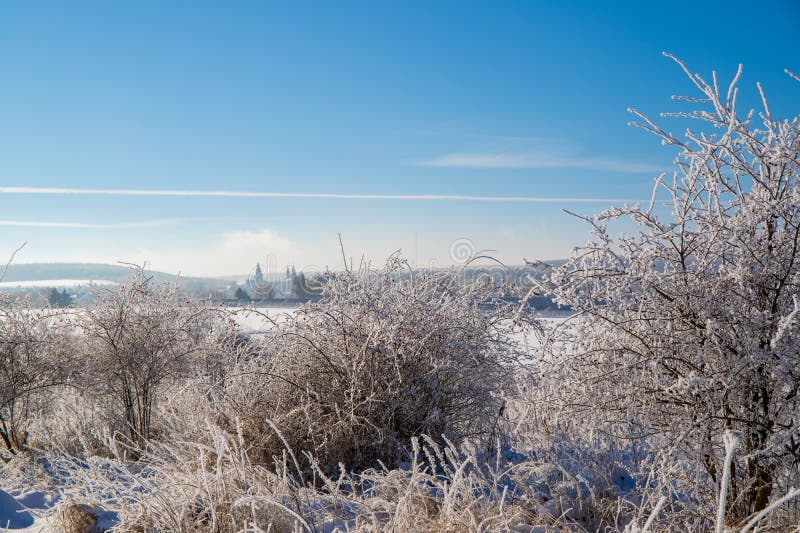 Snow-covered Shrubs by Sun Light Stock Image - Image of closeup, nature ...