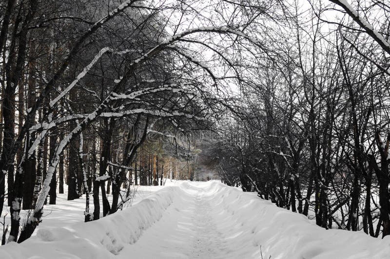 Snow-covered sidewalk stock photo. Image of horizontal - 24593234