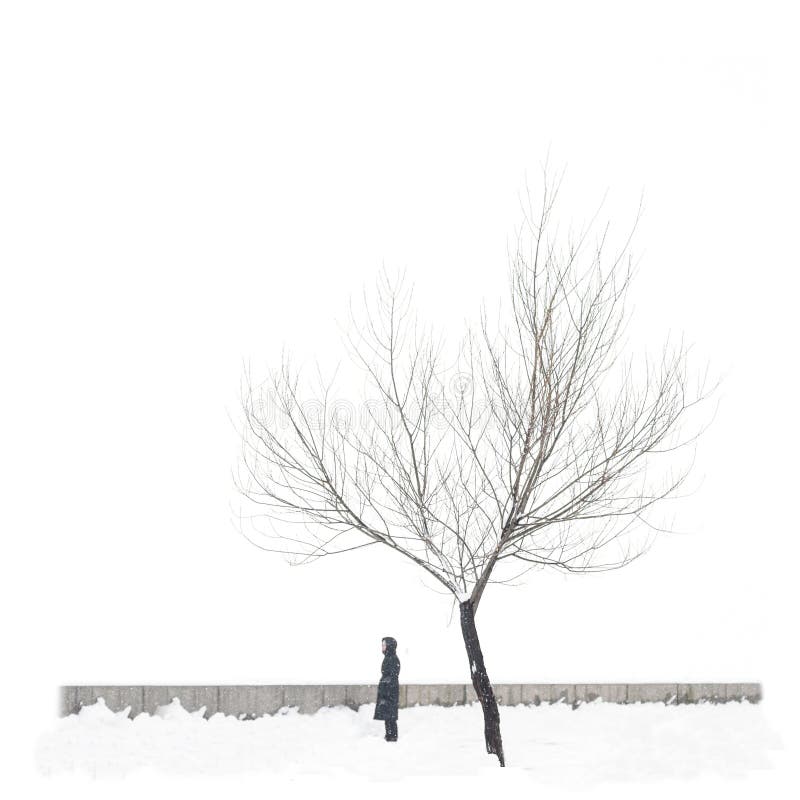 Snow-covered Single Tree Isolated on Pure White Background Stock Image ...