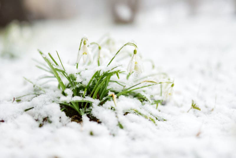 Snow Covered Spring Snowdrop Flowers Blossoming Outdoors. First Flowers ...