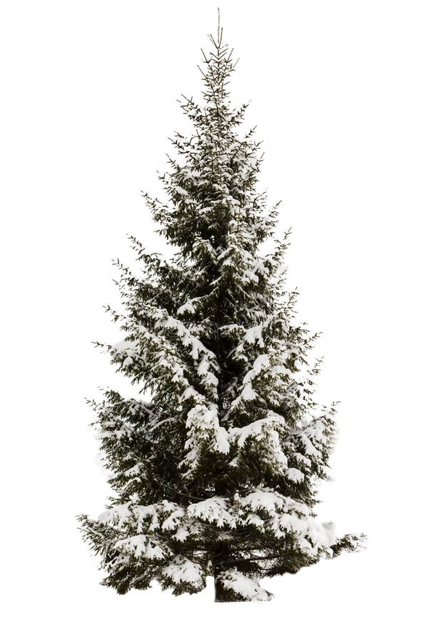 Snow-covered Spruce. No Background, Isolated Object. Evergreen Stock ...