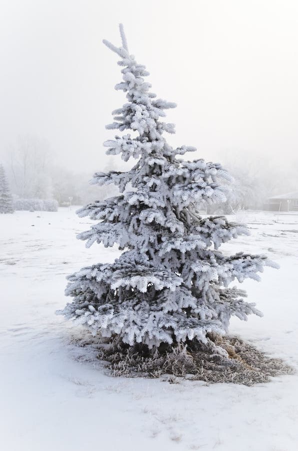 Snow capped evergreen tree stock image. Image of natural - 27966841