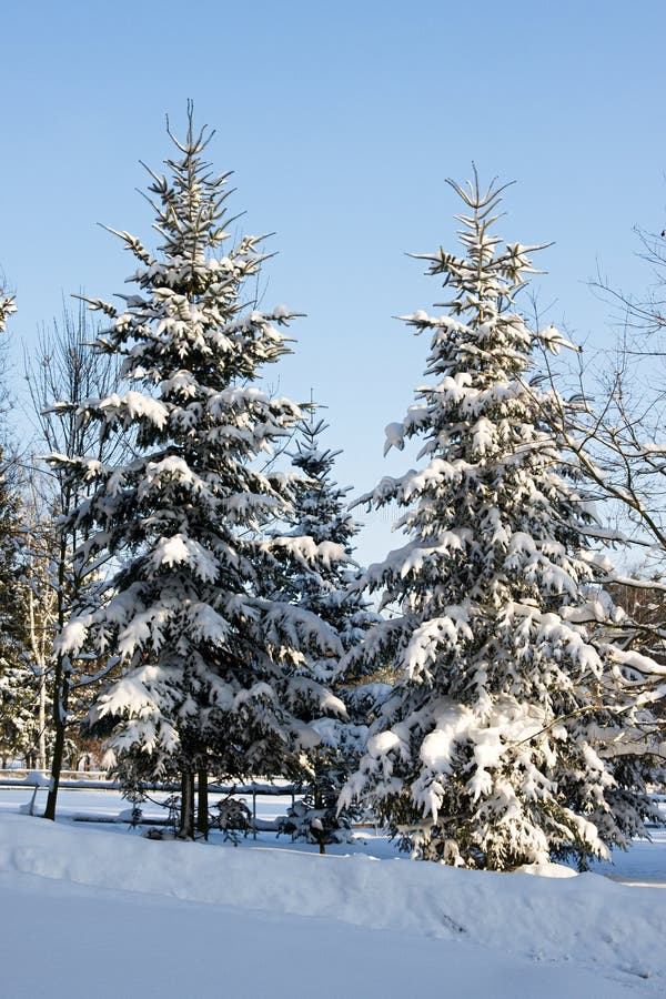 Snow covered spruce trees stock photo. Image of wintry - 17844090