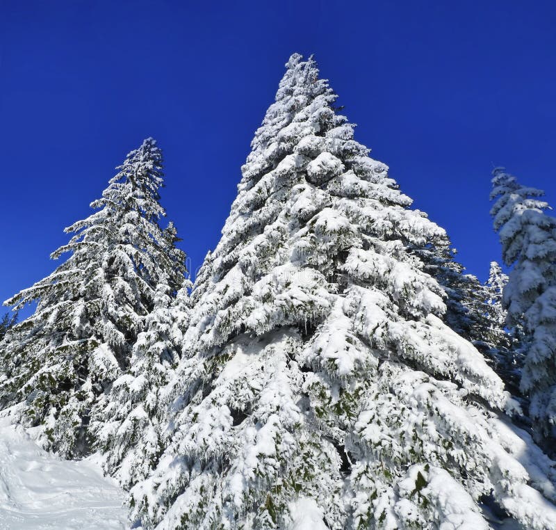 Snow covered spruce trees stock image. Image of environment - 23337311