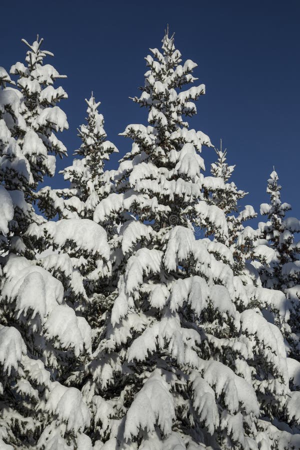 Snow Covered Spruce Trees stock image. Image of snowflakes - 48236991