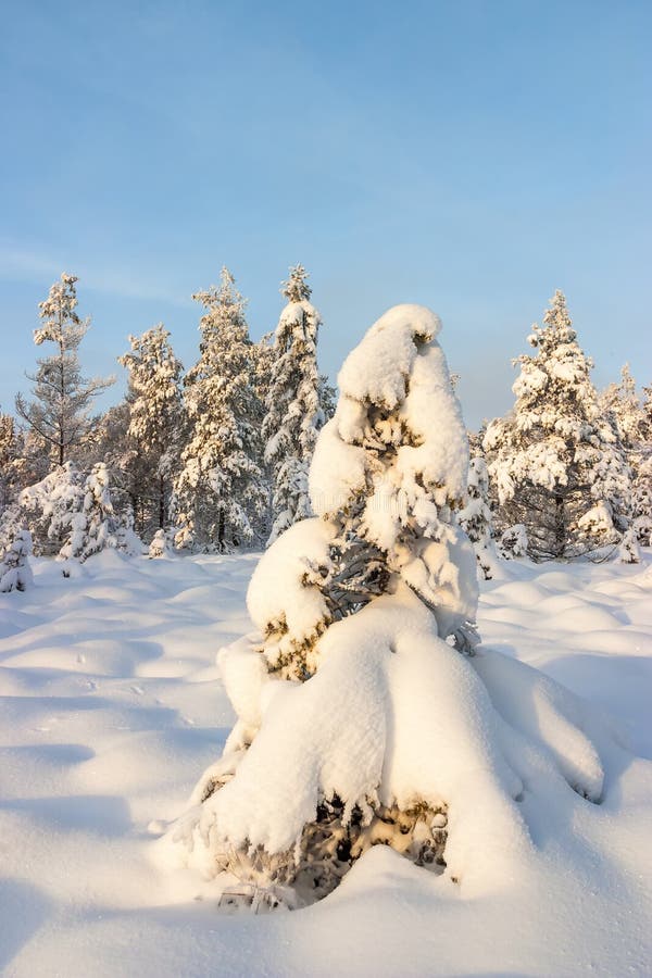 Snow covered spruce trees stock photo. Image of countryside - 79956792