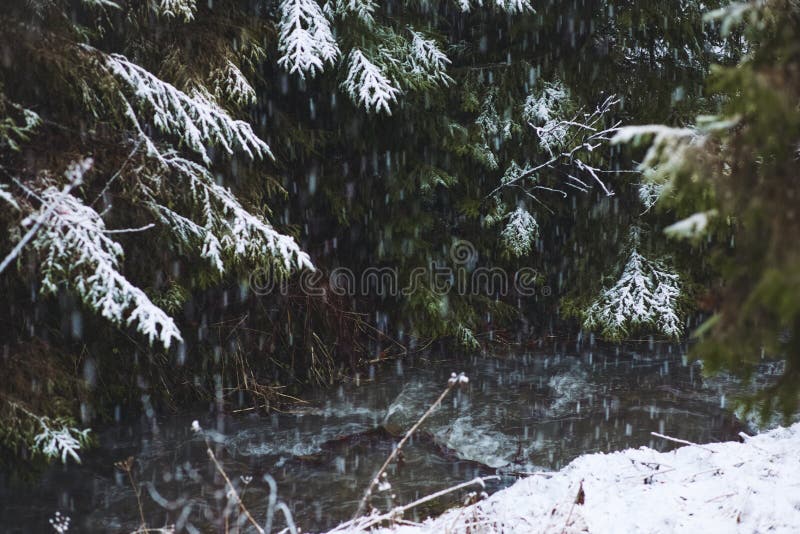 A Snow Covered Stream in the Forest Stock Image - Image of cold ...