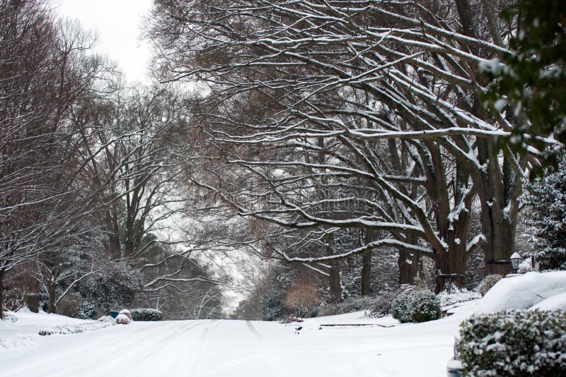 Snow Covered Street And Treeline Stock Image - Image of plant ...