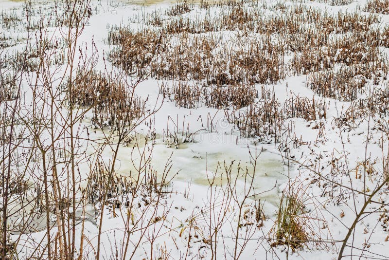 Snow-covered Swamp and Dry Grass in Winter Stock Image - Image of cold ...