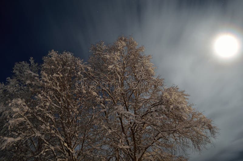 Snow Covered Tall Birch Tree with Full Moon and Star Sky Background ...