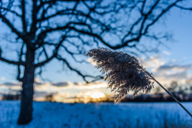 Snow Covered Tall Grass in Field at Sunset Stock Photo - Image of grass ...